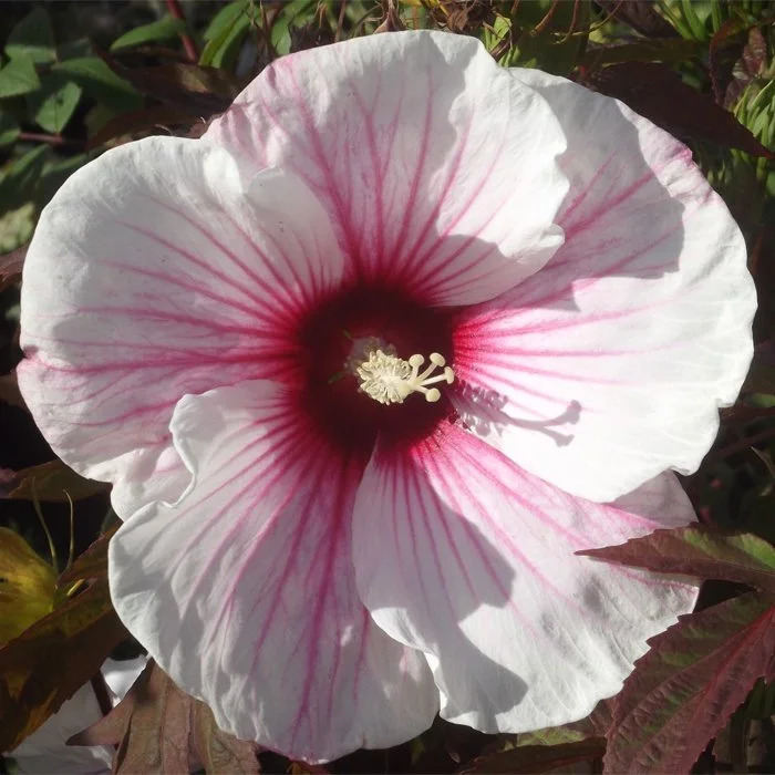 Гибискус Коппер Кинг: описание сорта, характеристики, особенности ...