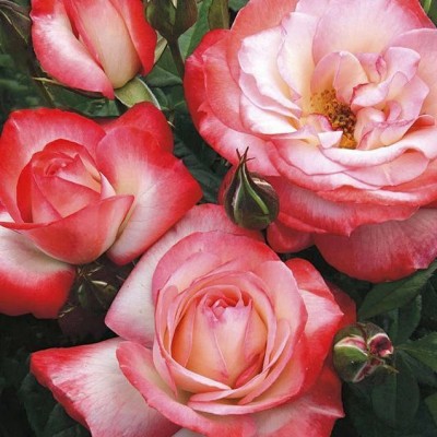 Роза Коретта Скотт Кинг: особенности и характеристика сорта, правила ...