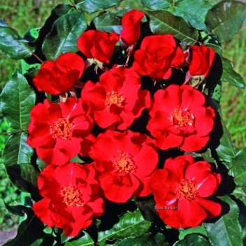 Роза Ла Росса: особенности и характеристика сорта, правила посадки ...