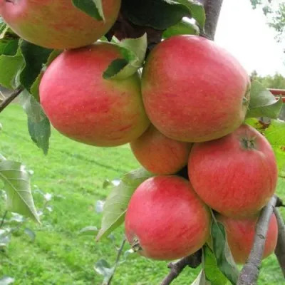 Яблоня Пикколо: описание сорта и характеристики. Когда собирать и ...