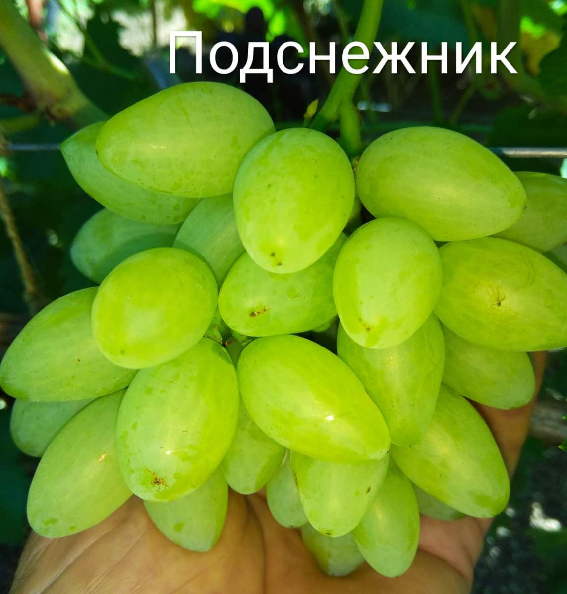 Виноград Подснежник: описание и характеристики сорта, особенности ухода ...