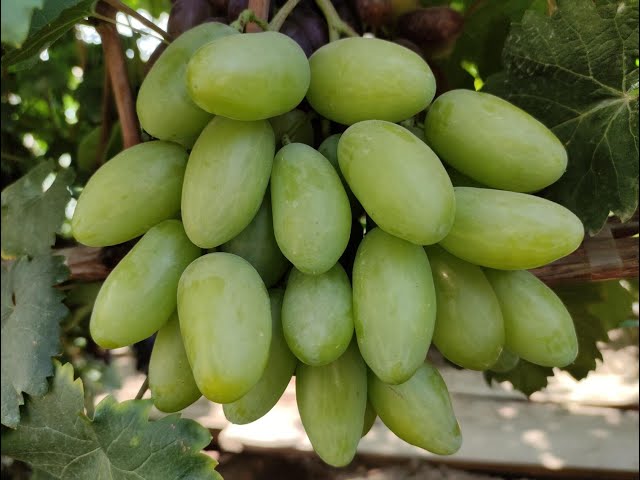 Виноград Рамзес: описание и характеристики сорта, особенности ухода и ...