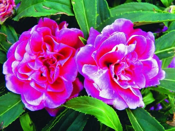 Бальзамин Том Тамб: описание сорта, характеристики, особенности посадки ...