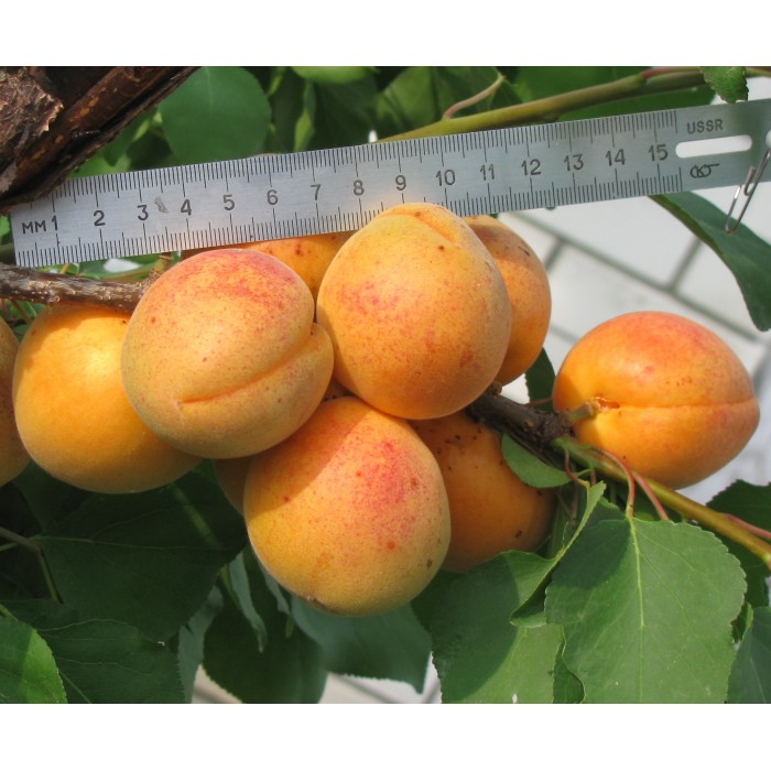 Абрикос Гонси Магияр Кайси: описание и характеристики сорта ...