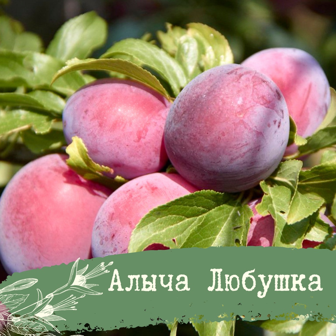 Алыча Любушка: описание и характеристики сорта, особенности посадки и ...