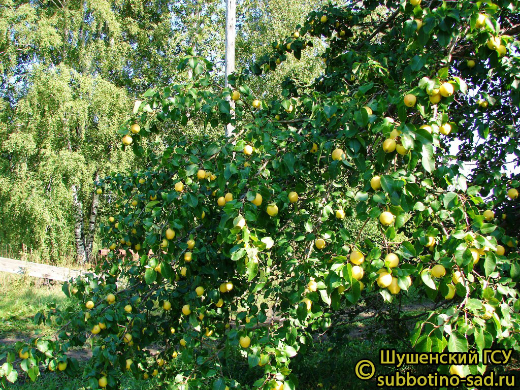 Груша Малиновка: описание и характеристики сорта, особенности посадки и ...