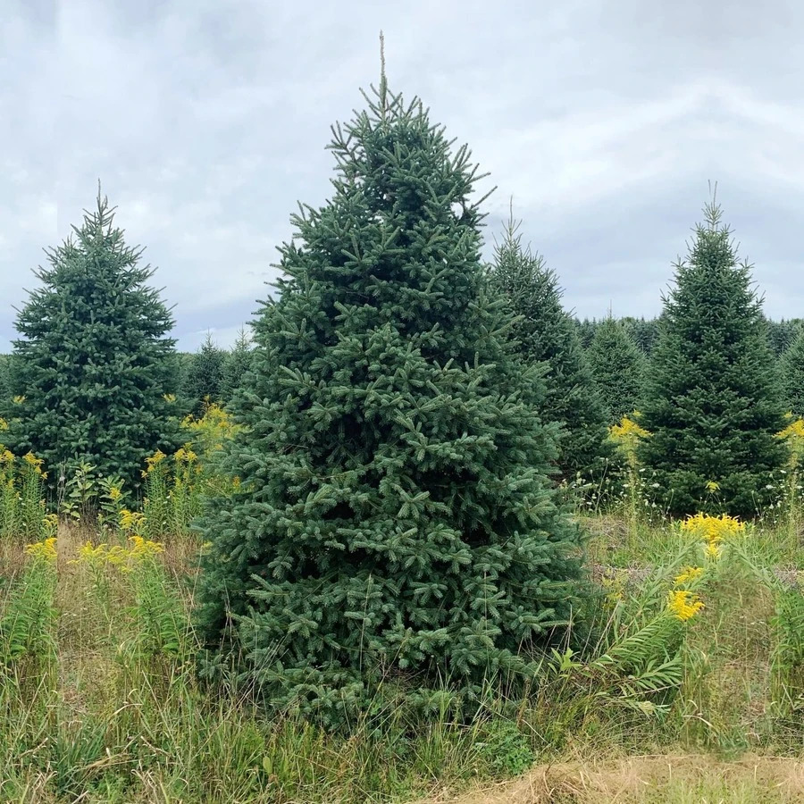 Ель Супер Грин: описание сорта, характеристики, агротехника посадки и ...
