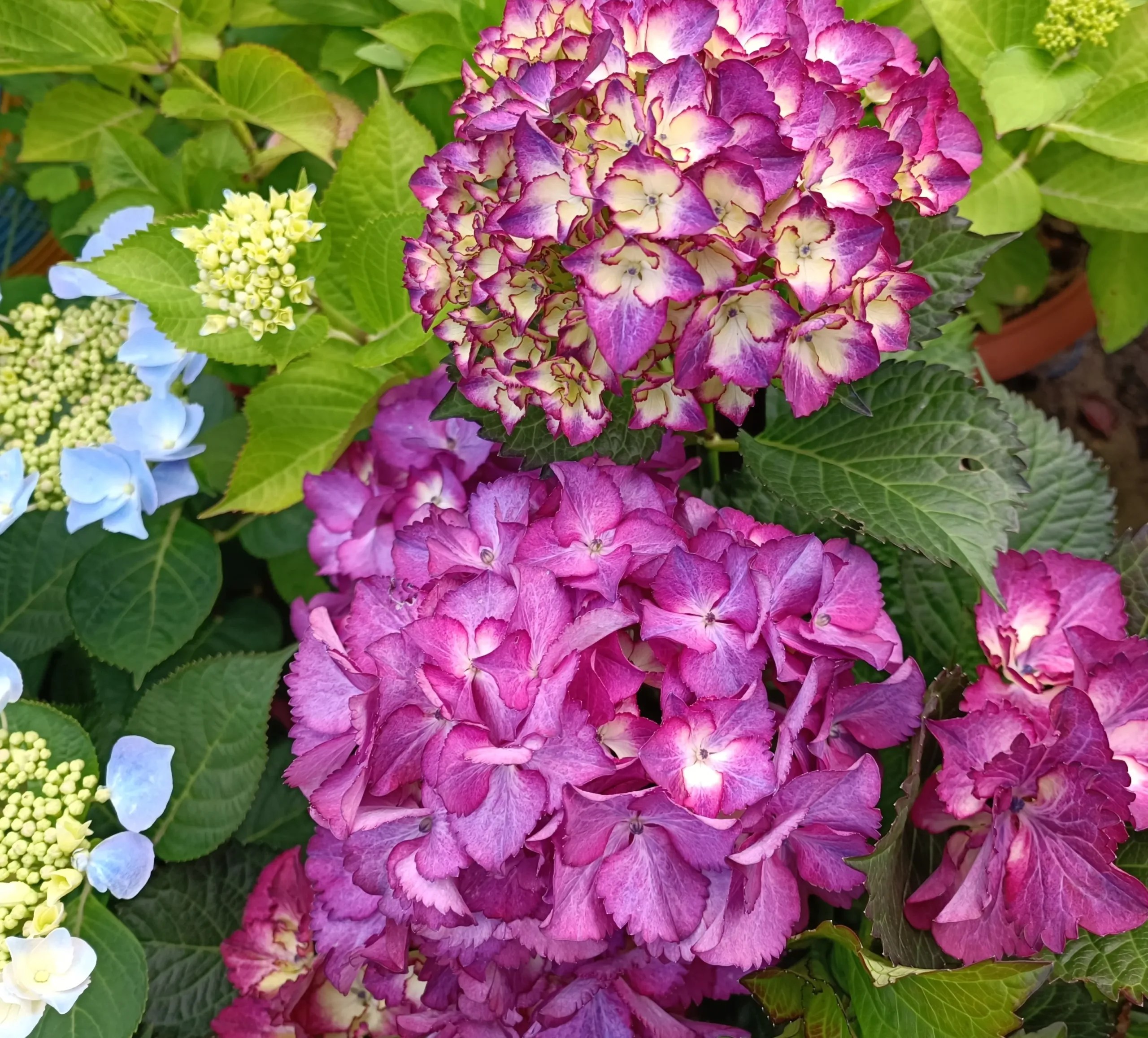 Гортензия Баладия Пурпл (Baladia Purple): особенности и характеристика ...