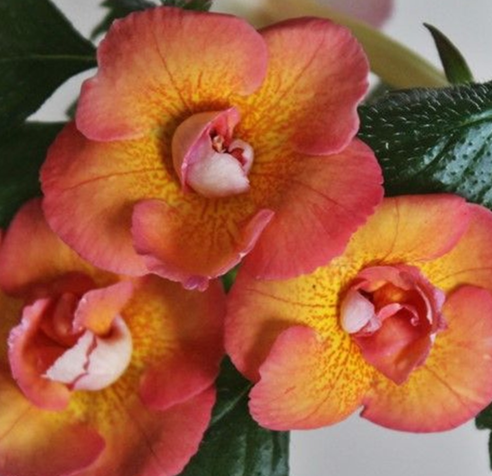 Ахименес Golden Buck (Голден Бак): описание сорта, характеристики ...