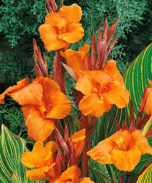 Канна Голд Адер: описание сорта, характеристики, особенности посадки и ...