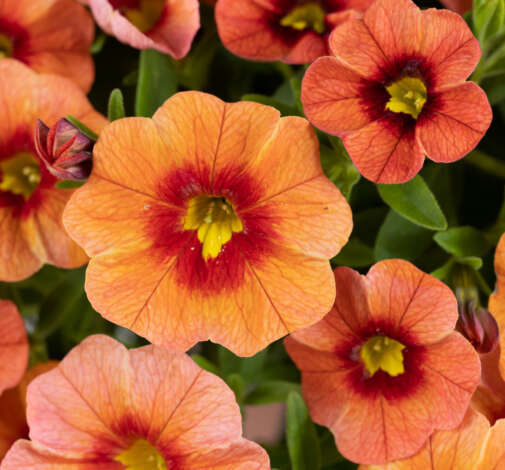Калибрахоа Айконик Оранж (Eyeconic Orange): описание сорта ...