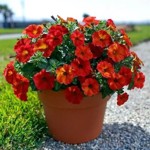 Петхоа Бьютикал Ред Мейпл (Beautical Red Maple): описание сорта ...