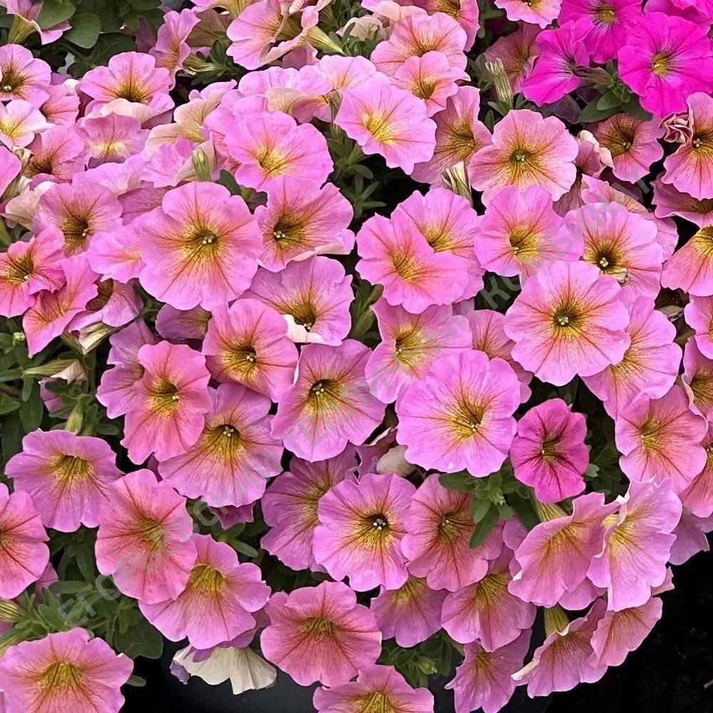 Петхоа Бьютикал Санрай Пинк (Beautical Sunray Pink): описание сорта ...