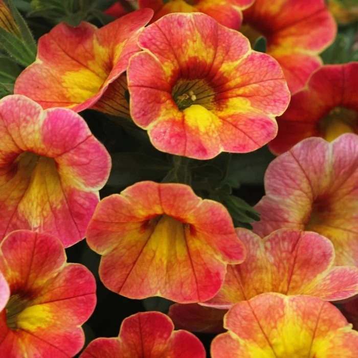 Калибрахоа Хамелеон Атомик Оранж (Chameleon Atomic Orange): описание ...