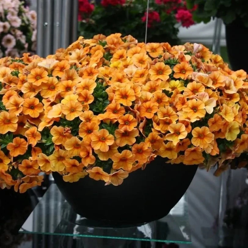 Калибрахоа Хула Манго (Hula Mango): описание сорта, характеристики ...