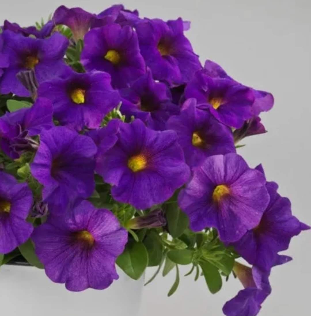 Петхоа Суперкал Блю (Supercal Blue): описание сорта, характеристики ...