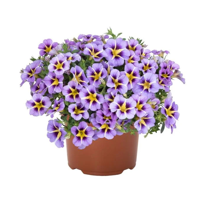 Калибрахоа Тик Ток Скай Блю (Tik Tok Sky Blue): описание сорта ...