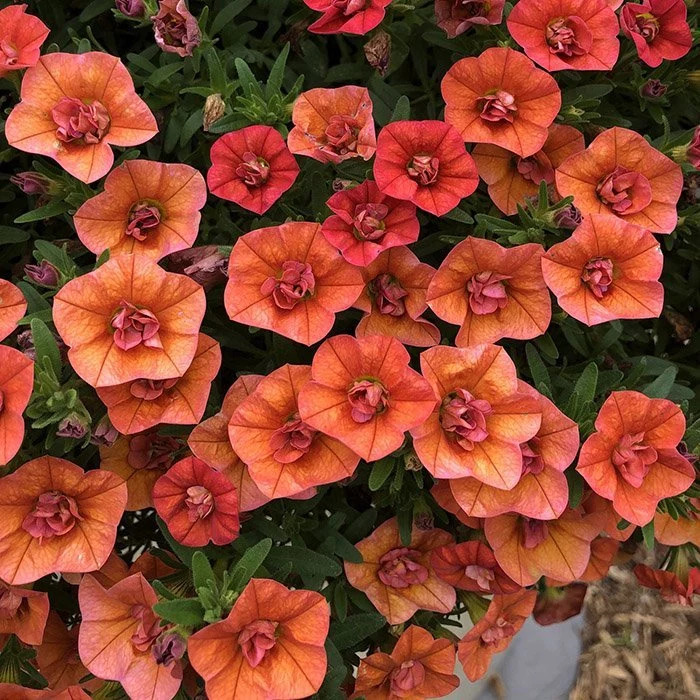 Калибрахоа Алоха Дабл Оранж (Aloha Double Orange): описание сорта ...