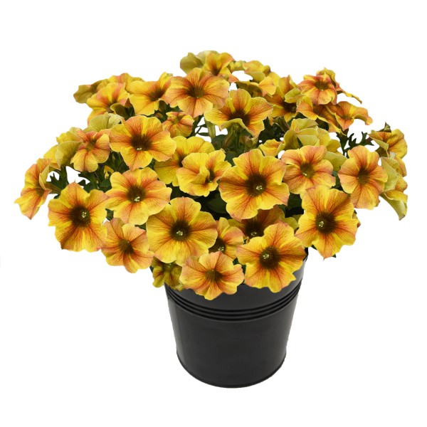 Петхоа Бьютикал Карамель Еллоу (Beautical Caramel Yellow): описание ...