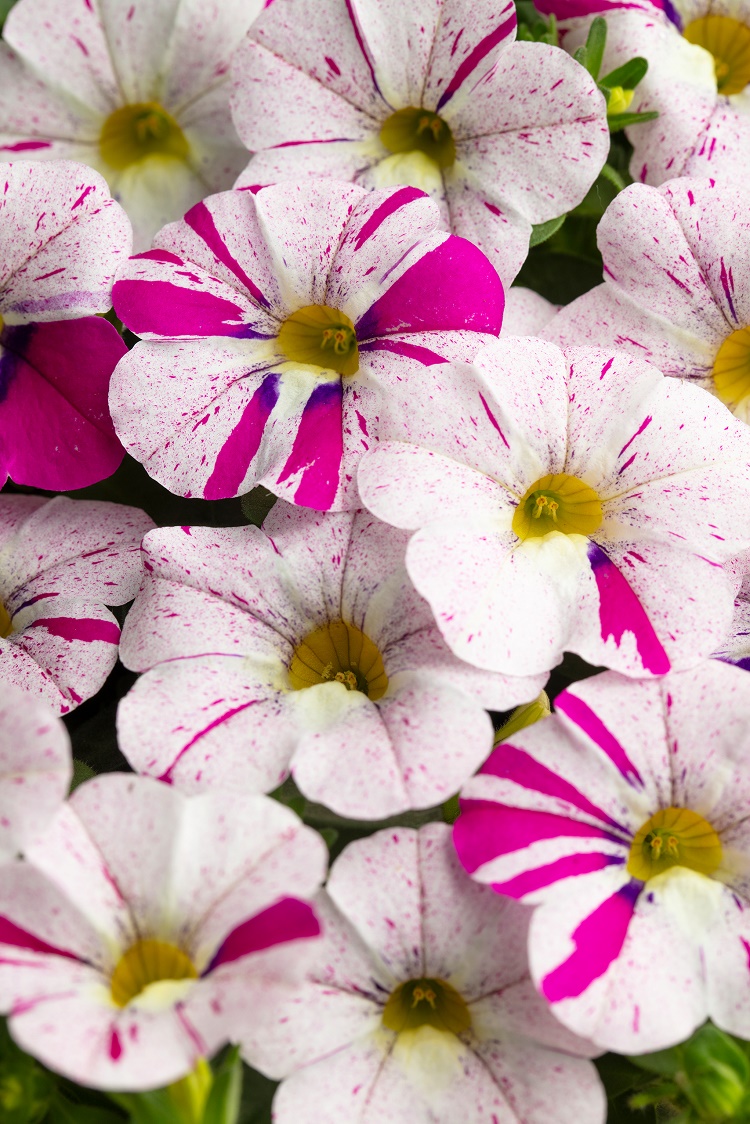 Калибрахоа Калилоко Граффити (Caliloco Graffiti): описание сорта ...