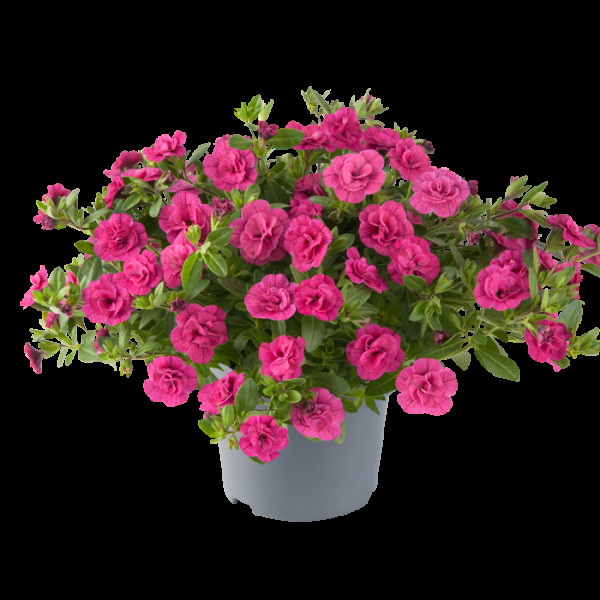 Калибрахоа Кан-Кан Розис Роуз (Can-Can Rosies Rose): описание сорта ...