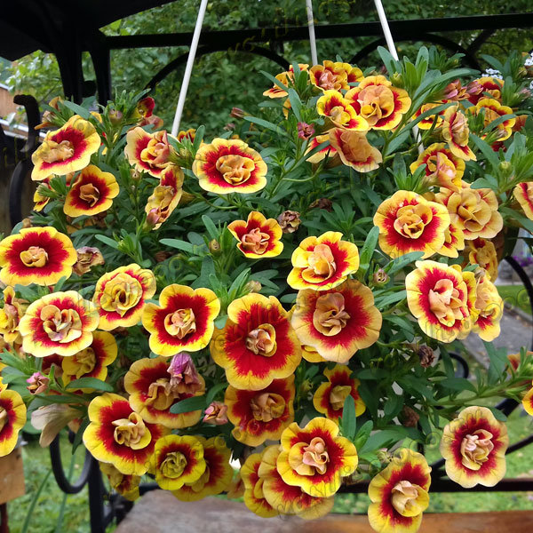 Калибрахоа Мини Феймос Нео Дабл Оранж Тастик (Mini Famous Neo Double ...