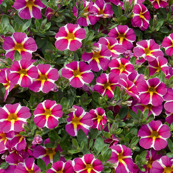 Калибрахоа Рейв Пинк (Rave Pink): описание сорта, характеристики ...