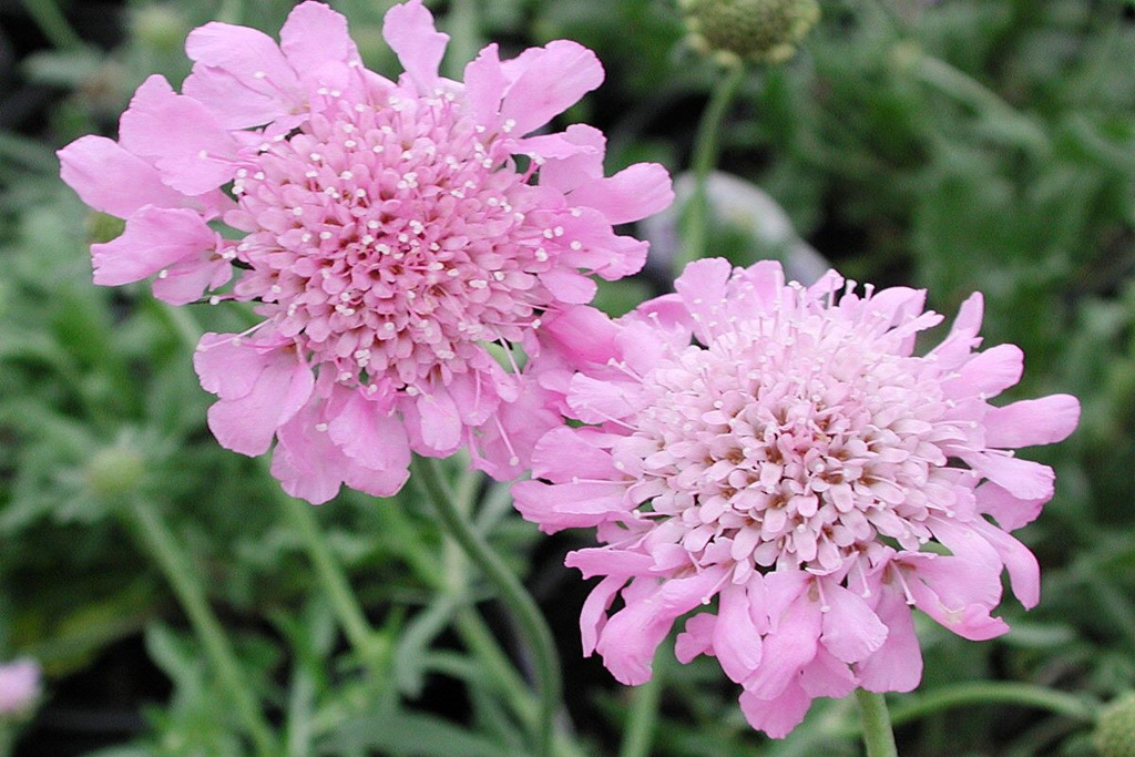 Скабиоза Ритц Роуз (Ritz Rose): описание сорта, характеристики ...