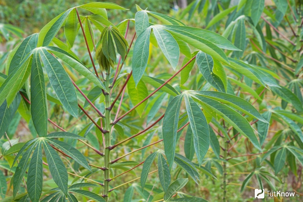 Маниок съедобный (Маниока, Кассава): описание растения, фото ...