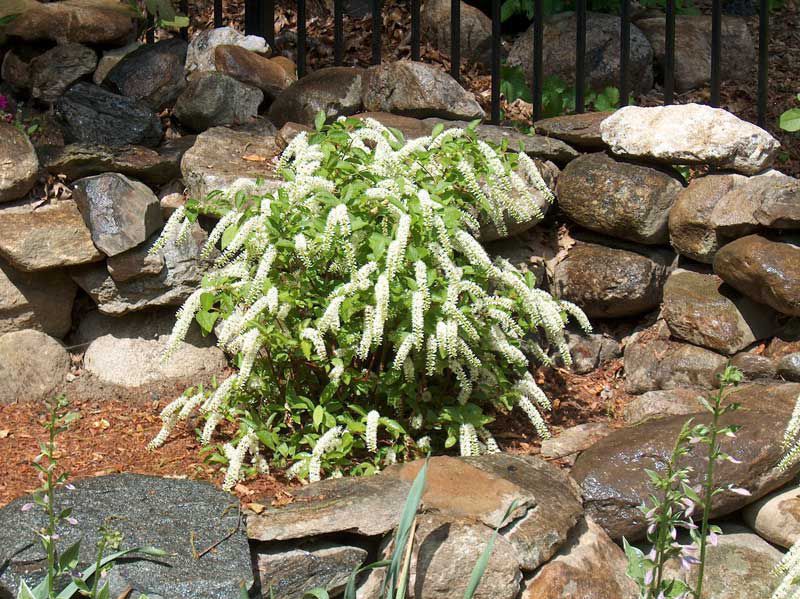 Итея: описание растения, фото, характеристики, где и как растет