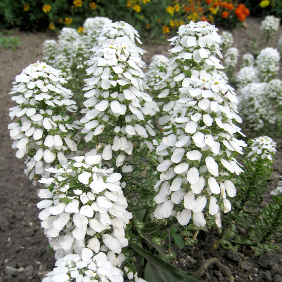 Иберис Айсберг: описание сорта, характеристики, особенности посадки и ...