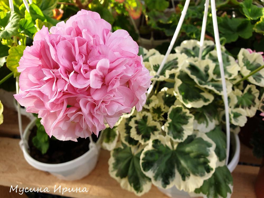 Пеларгония Alison March: описание сорта, характеристики, особенности ...