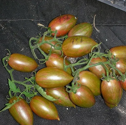 Томат Леденец изумрудный: описание сорта помидоров, характеристики ...