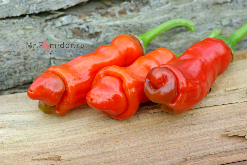 Перец Питер Пеппер Ред: описание сорта, характеристика плодов, агротехника выращивания и ухода ...