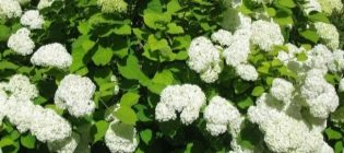 Многолетние растения от коллекционеров "КировФлора": адрес, телефон ...